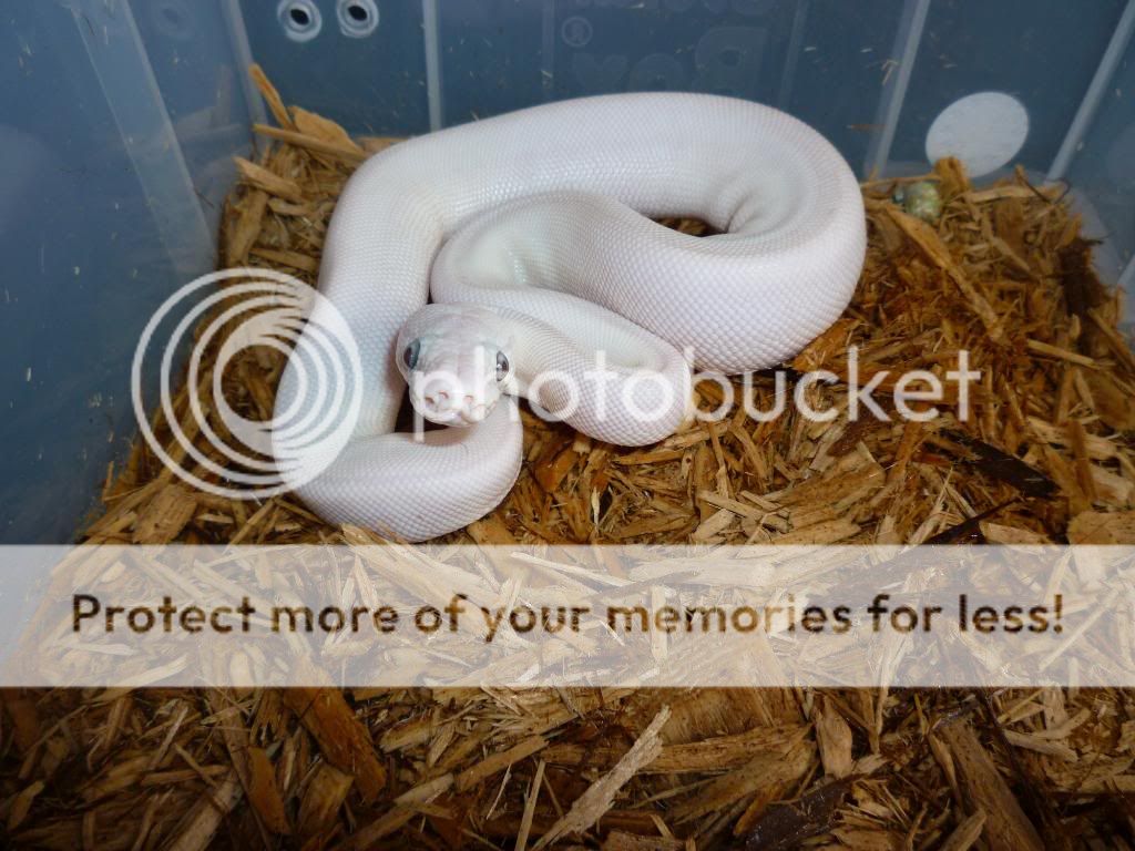 Keeper Blue Eyed Leucistic | Reptile Forums