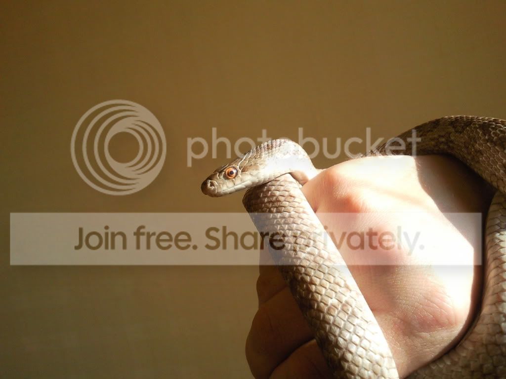 white oak grey rat snake | Reptile Forums