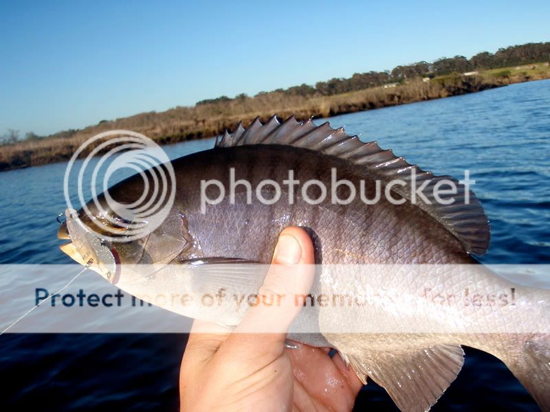 AUSTRALIAN KAYAK FISHING FORUM • View topic - VIC Magic at Marlo