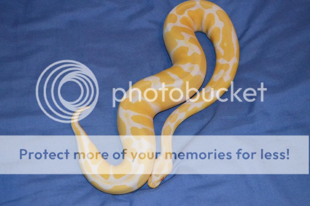 Eastern - female albino 708 grams | Reptile Forums